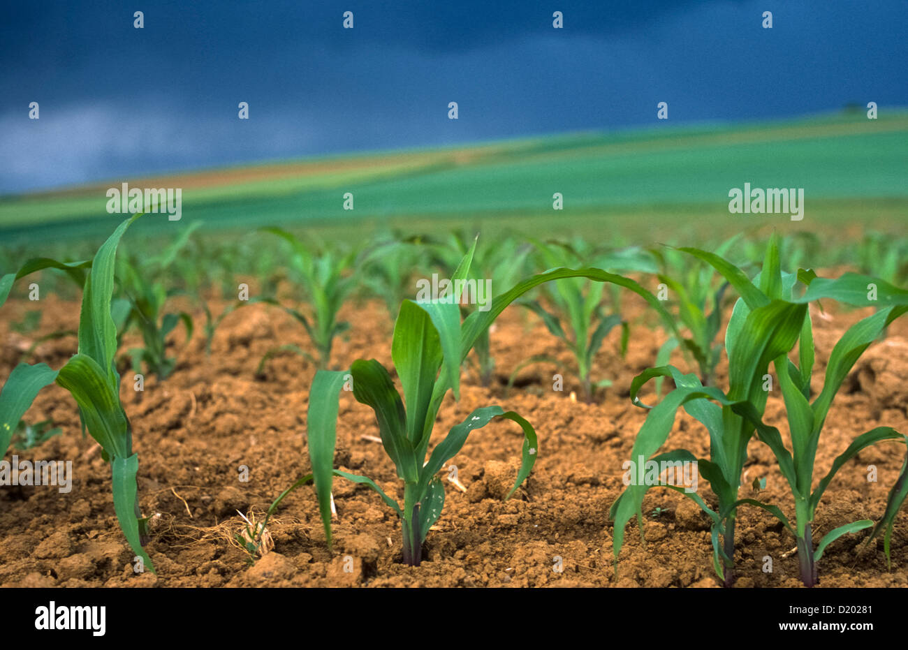 German corn growing germany hi-res stock photography and images - Alamy