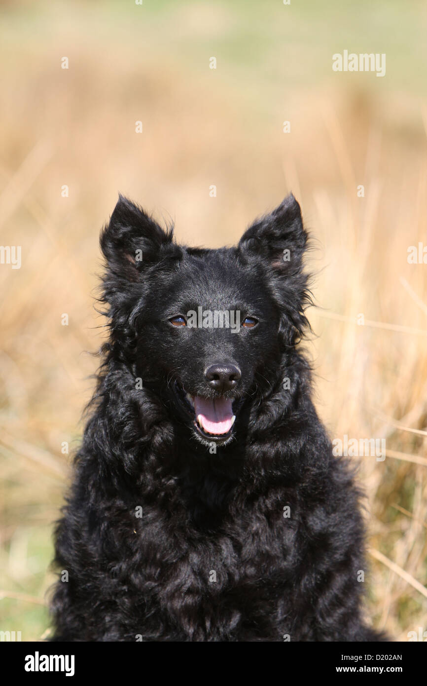 Hungarian shepherd dog hi-res stock photography and images - Alamy