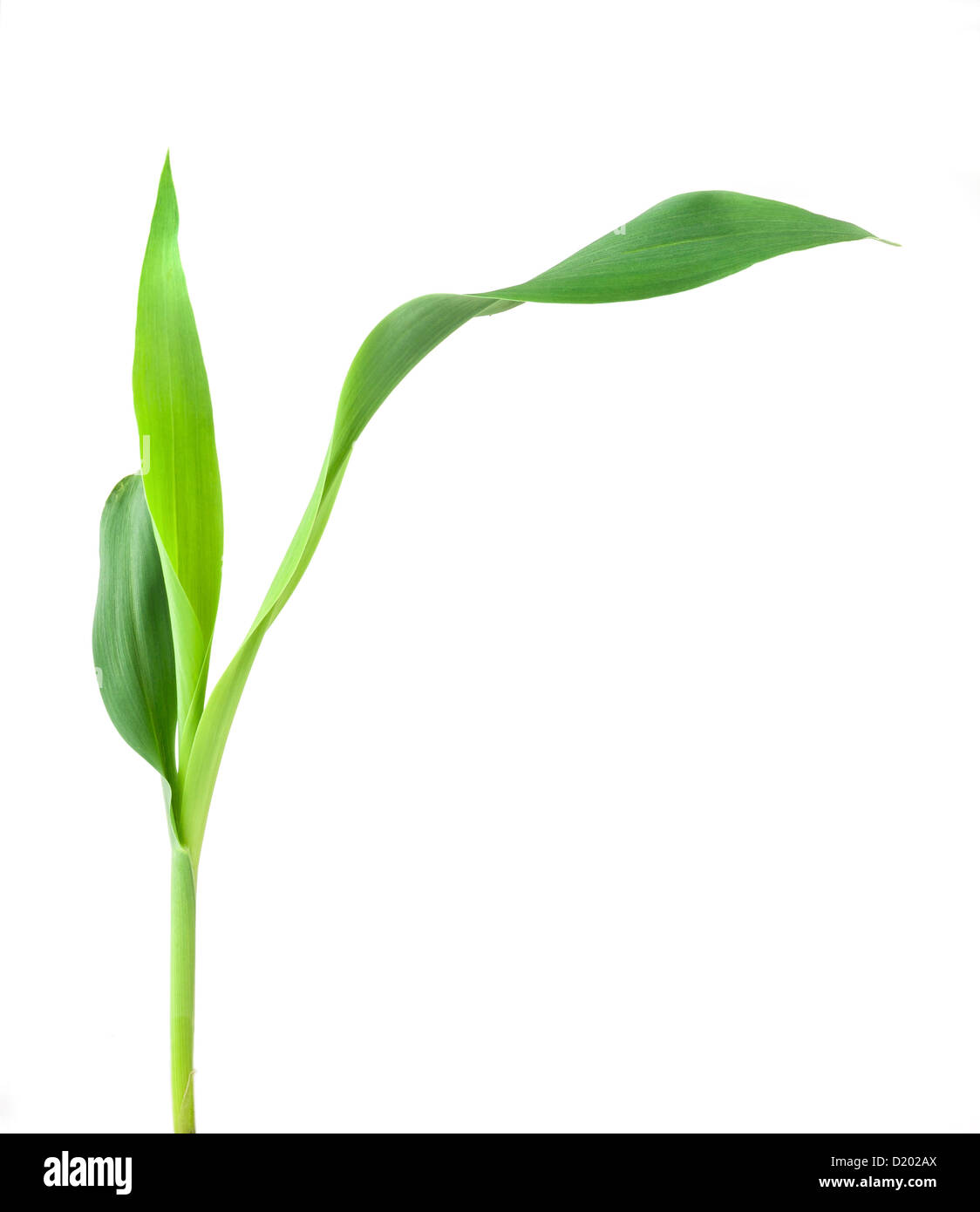 Corn plant hi-res stock photography and images - Alamy