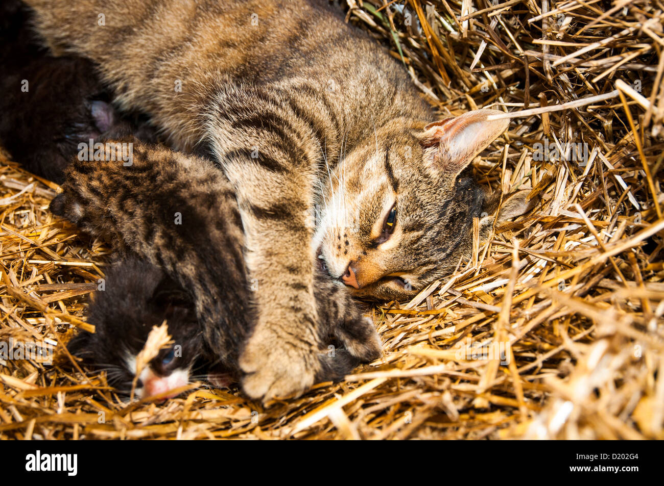 An image of young cats in the barn lying on the straw Stock Photo - Alamy