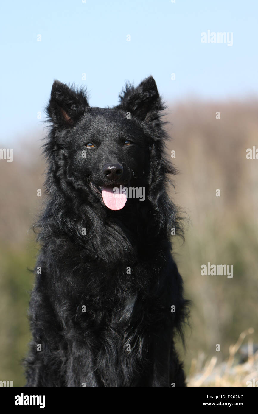 Hungarian shepherd dog hi-res stock photography and images - Alamy