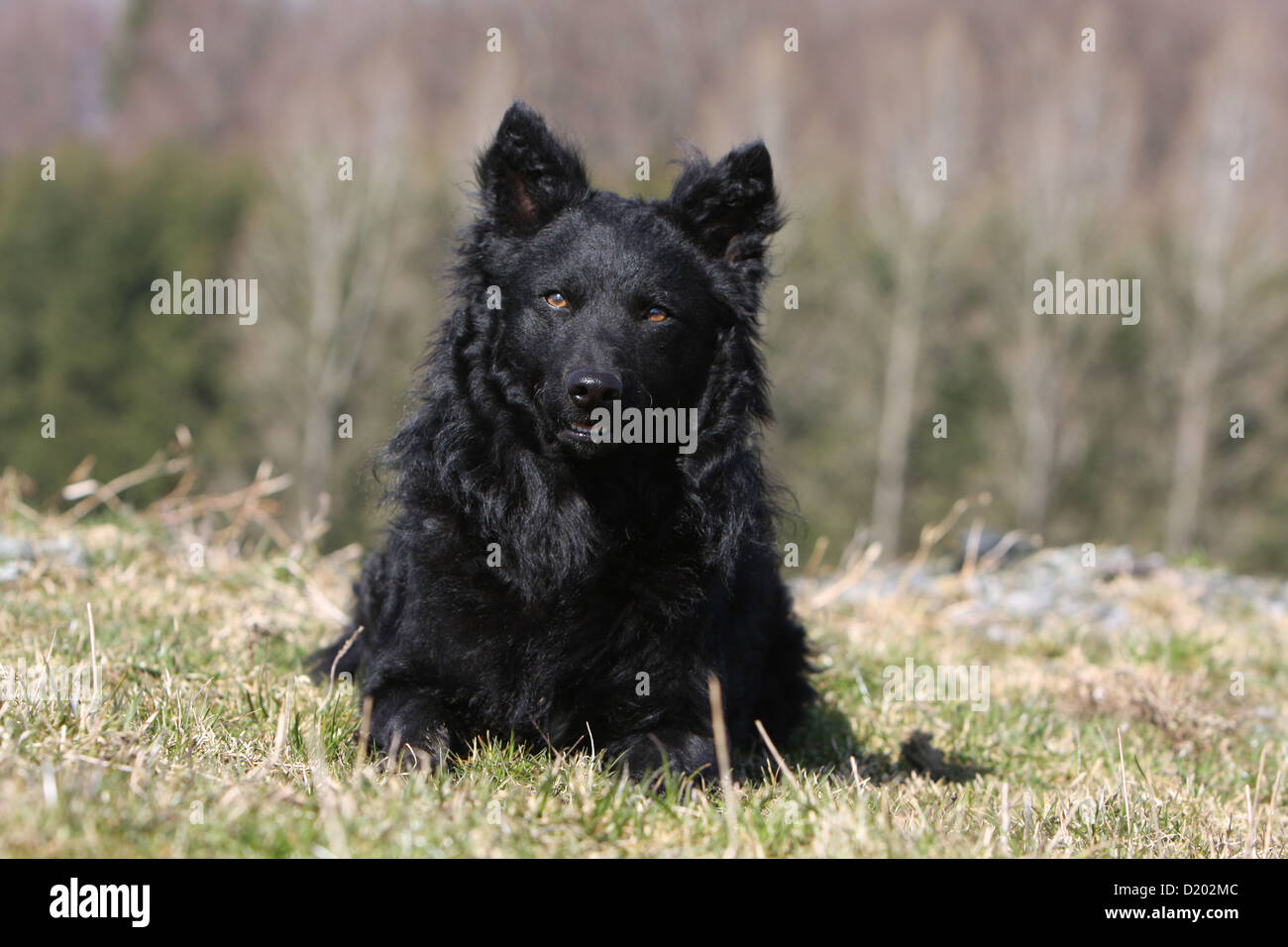 Hungarian Shepherd Dog High Resolution Stock Photography and Images - Alamy