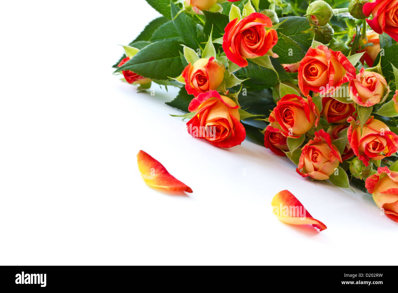bouquet of roses Stock Photo - Alamy