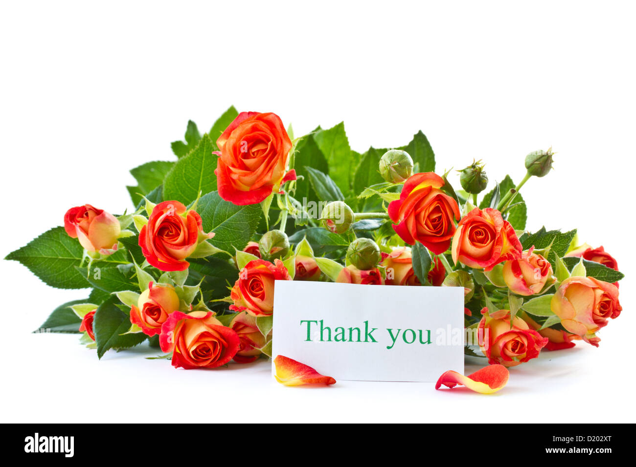 Thank you card with pink roses Cut Out Stock Images & Pictures - Alamy