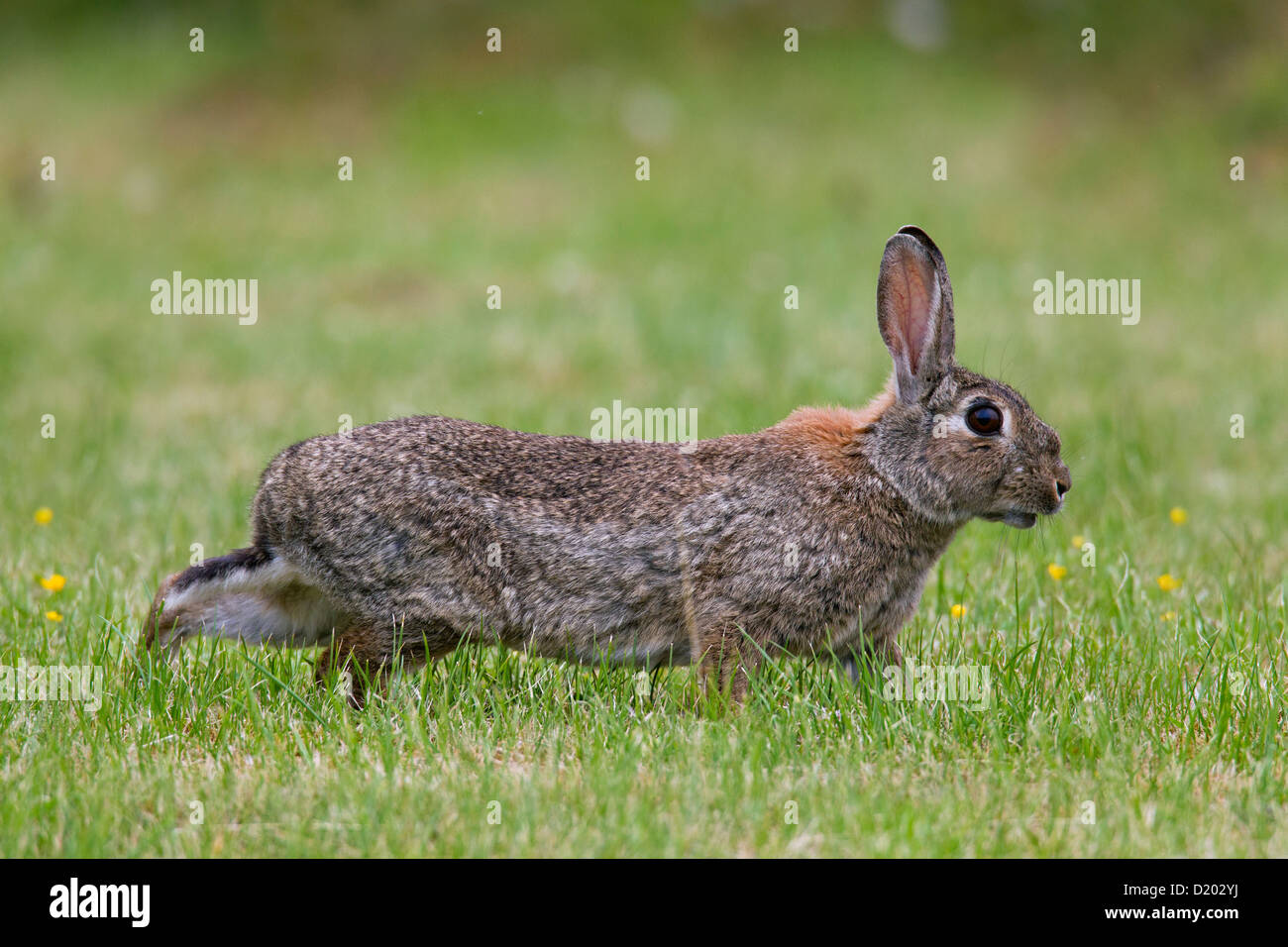 European rabbit / common rabbit (Oryctolagus cuniculus) stretching back ...
