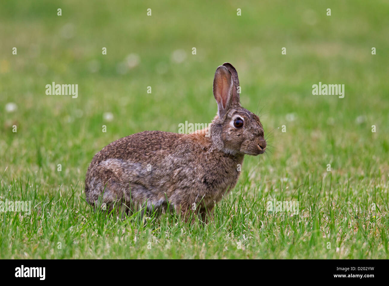 European rabbit / common rabbit (Oryctolagus cuniculus) sitting in ...