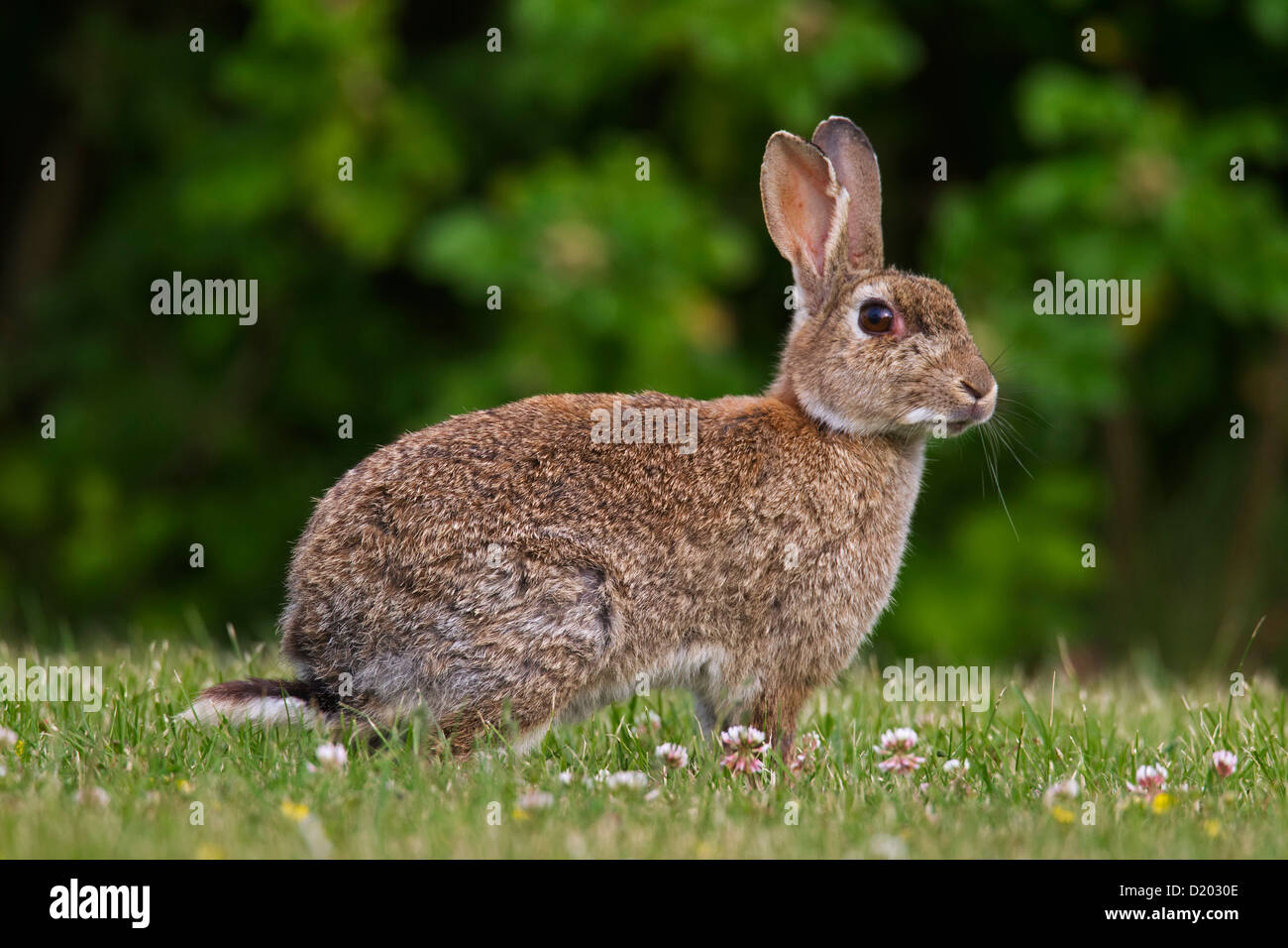 European rabbit / common rabbit (Oryctolagus cuniculus) sitting in ...