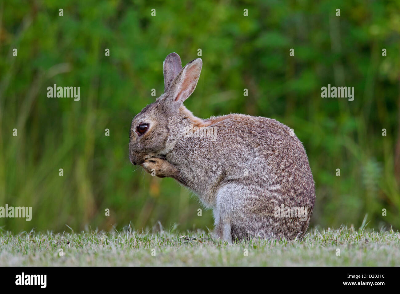 European rabbit / common rabbit (Oryctolagus cuniculus) grooming front ...