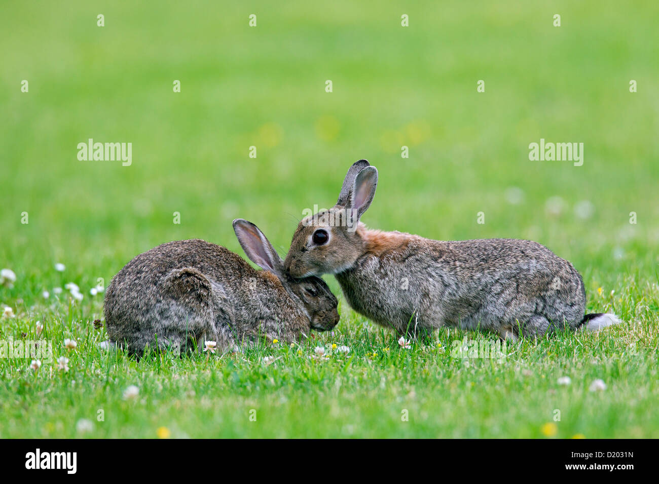 Two European rabbits / common rabbit (Oryctolagus cuniculus) bonding by ...