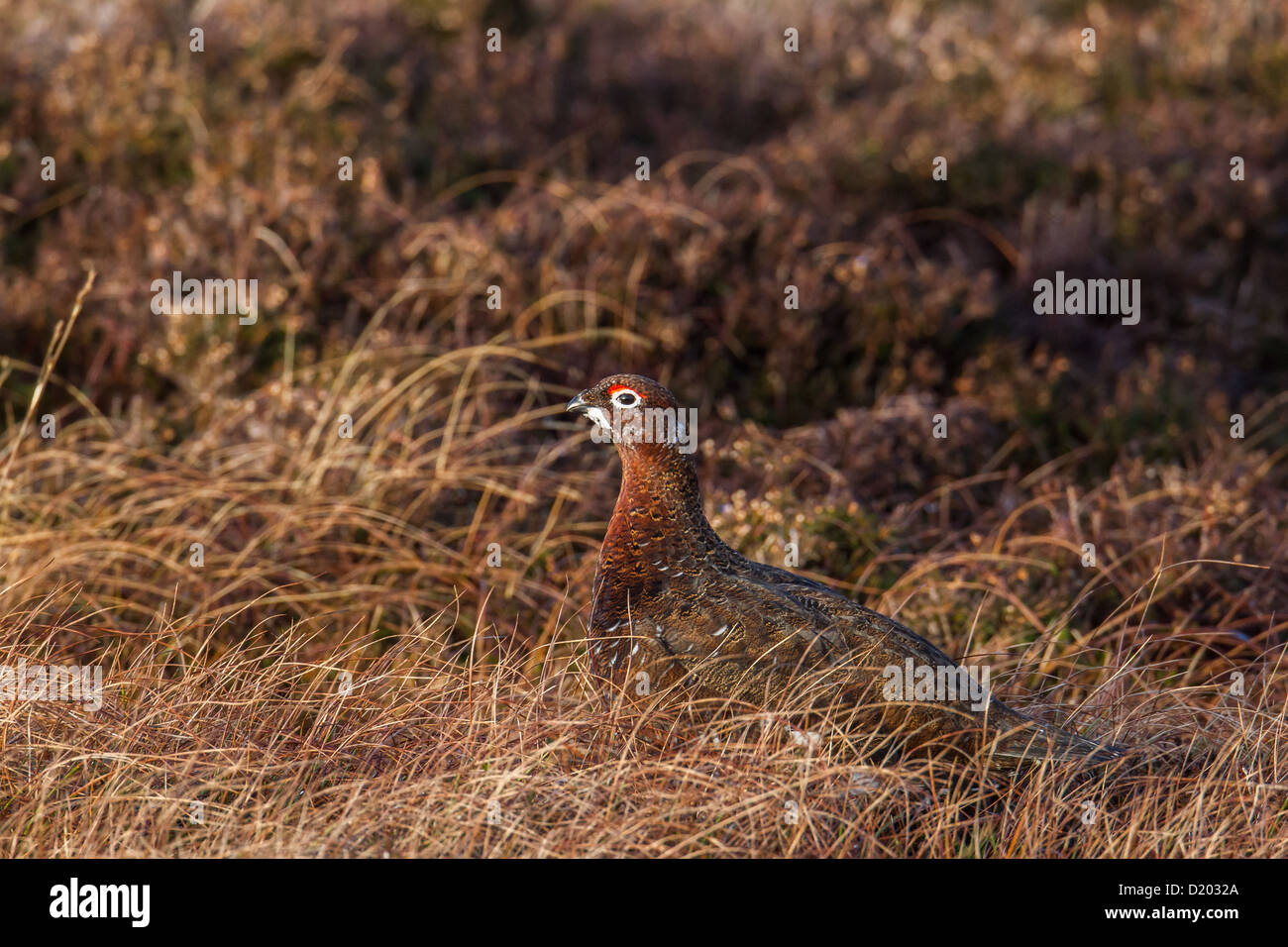 Country estate grouse moors hi-res stock photography and images - Alamy