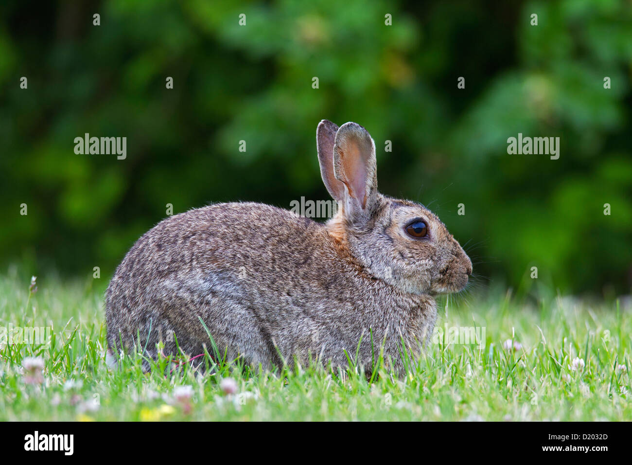 European rabbit / common rabbit (Oryctolagus cuniculus) sitting in ...