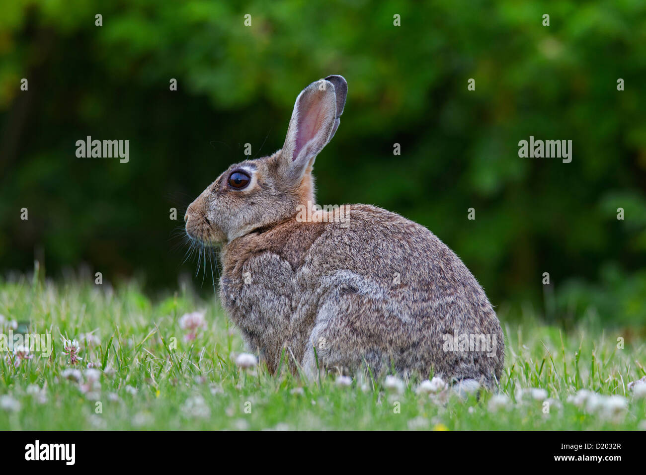 European rabbit / common rabbit (Oryctolagus cuniculus) sitting in ...
