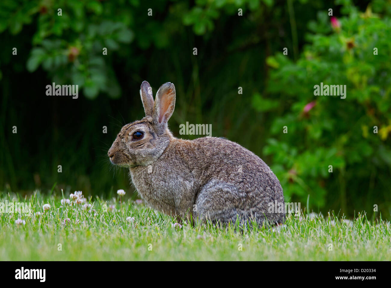 European rabbit / common rabbit (Oryctolagus cuniculus) sitting in ...