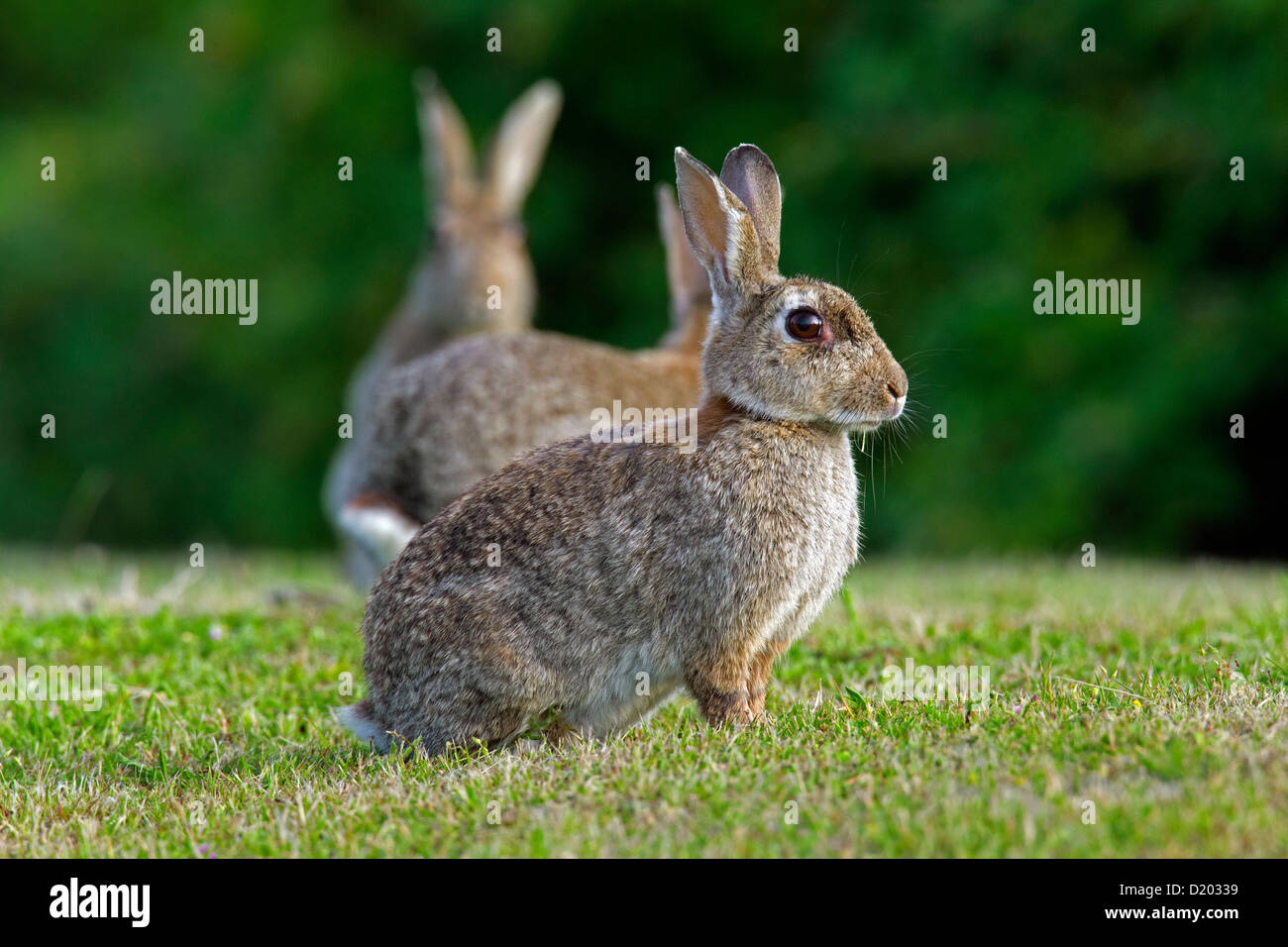 Warren of European rabbits / common rabbit (Oryctolagus cuniculus ...