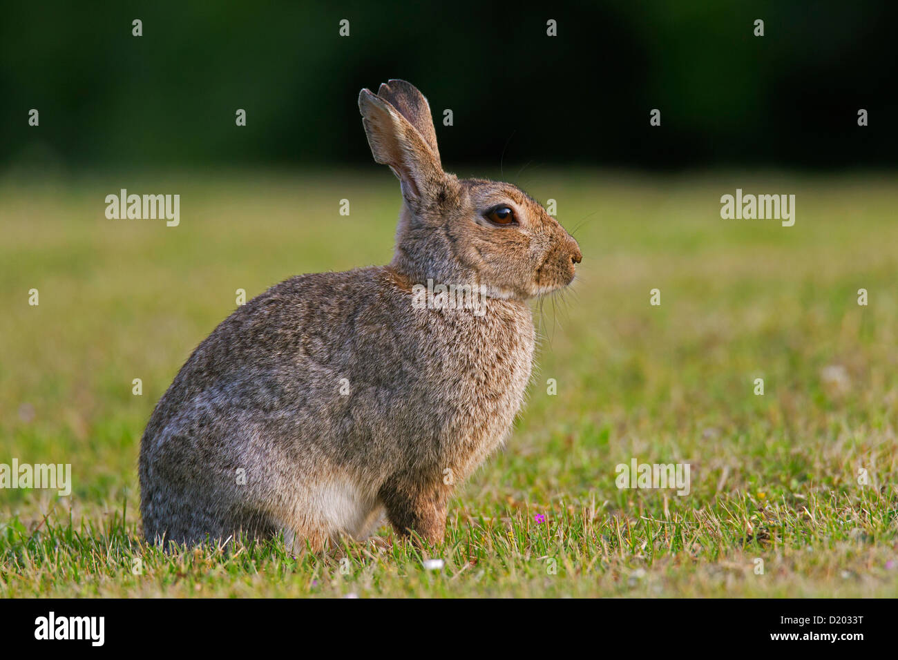 European rabbit / common rabbit (Oryctolagus cuniculus) sitting in ...