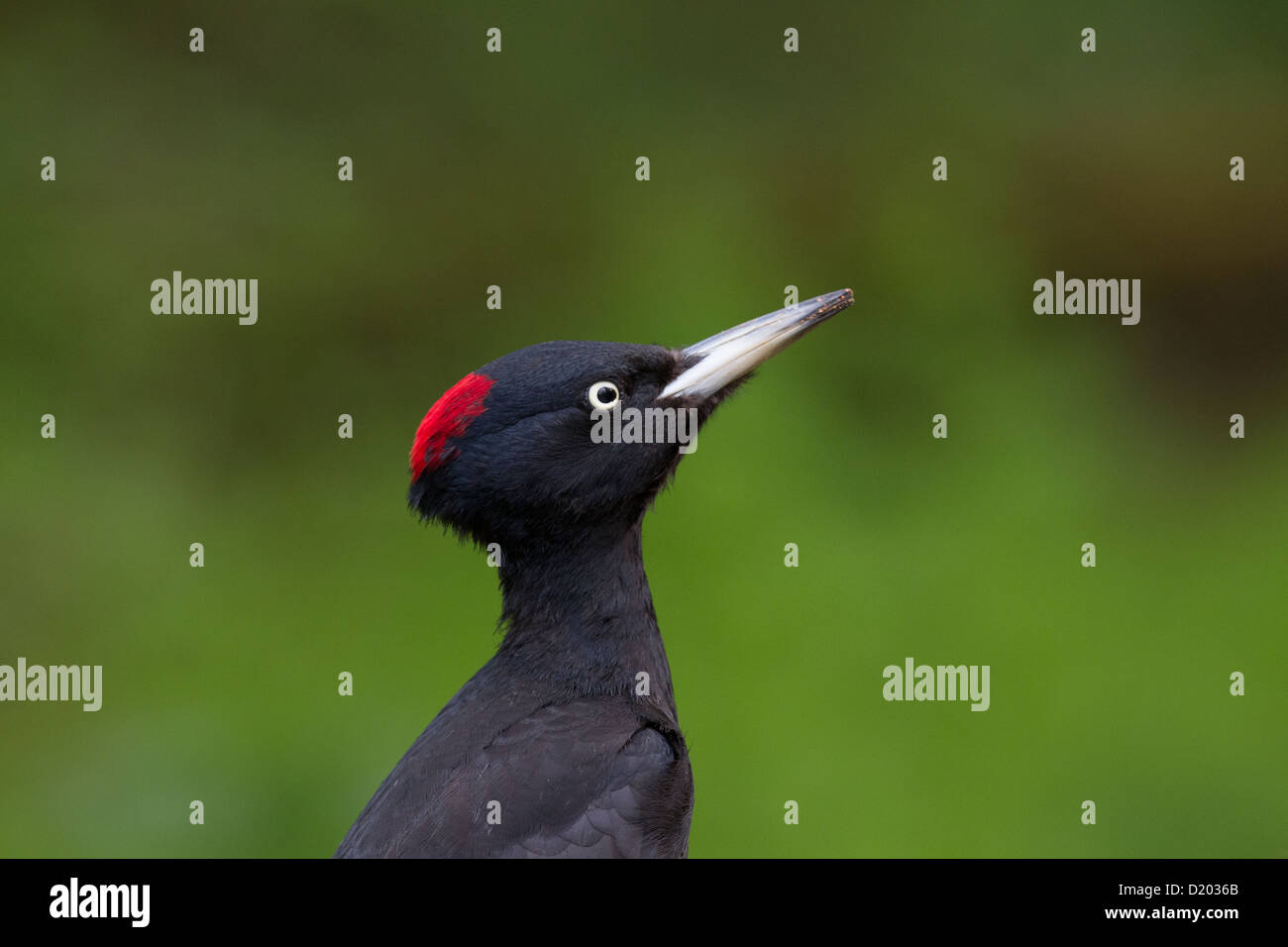 Female Black Woodpecker Dryocopus Martius High Resolution Stock ...
