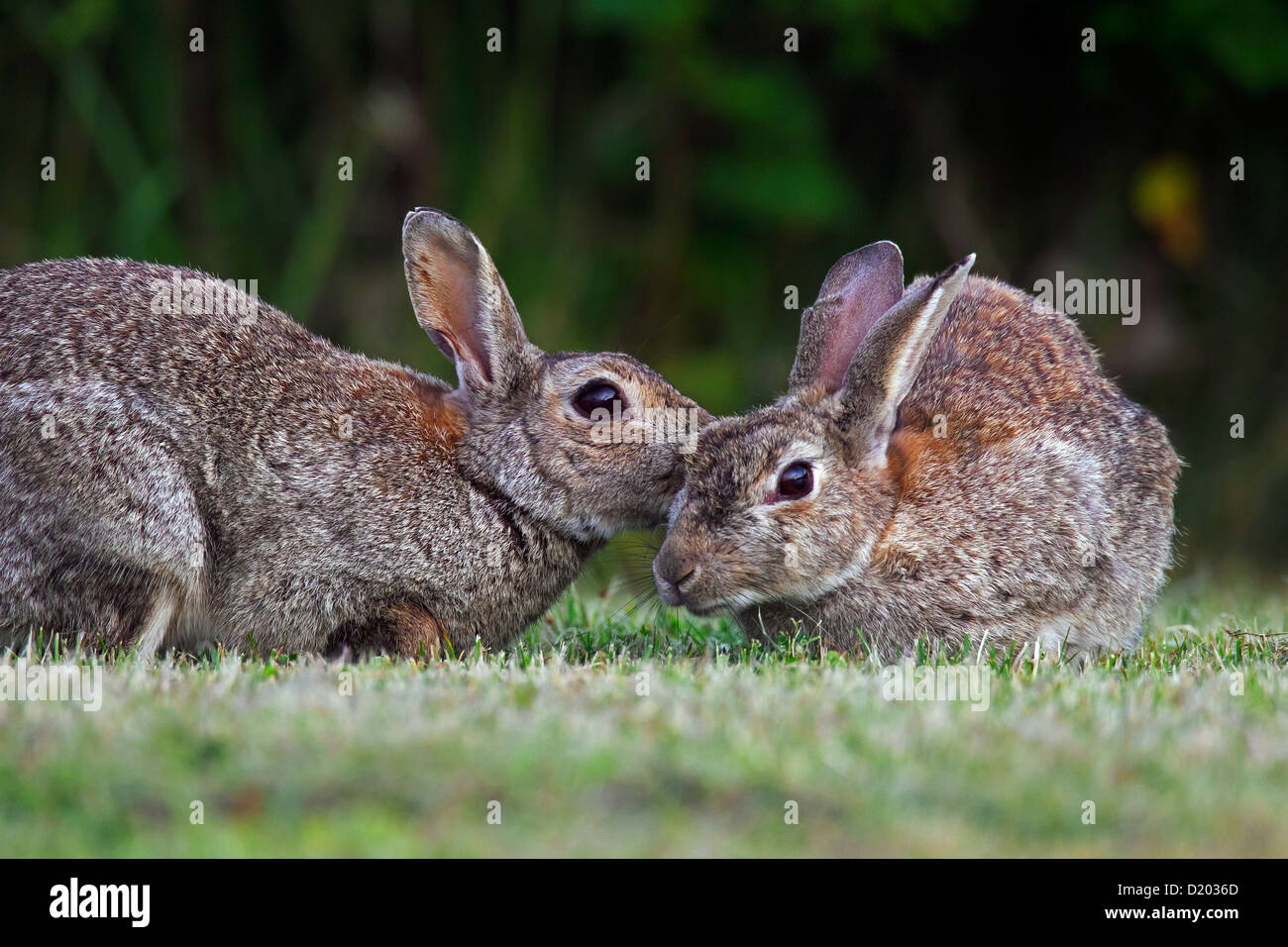 Two European rabbits / common rabbit (Oryctolagus cuniculus) bonding by ...