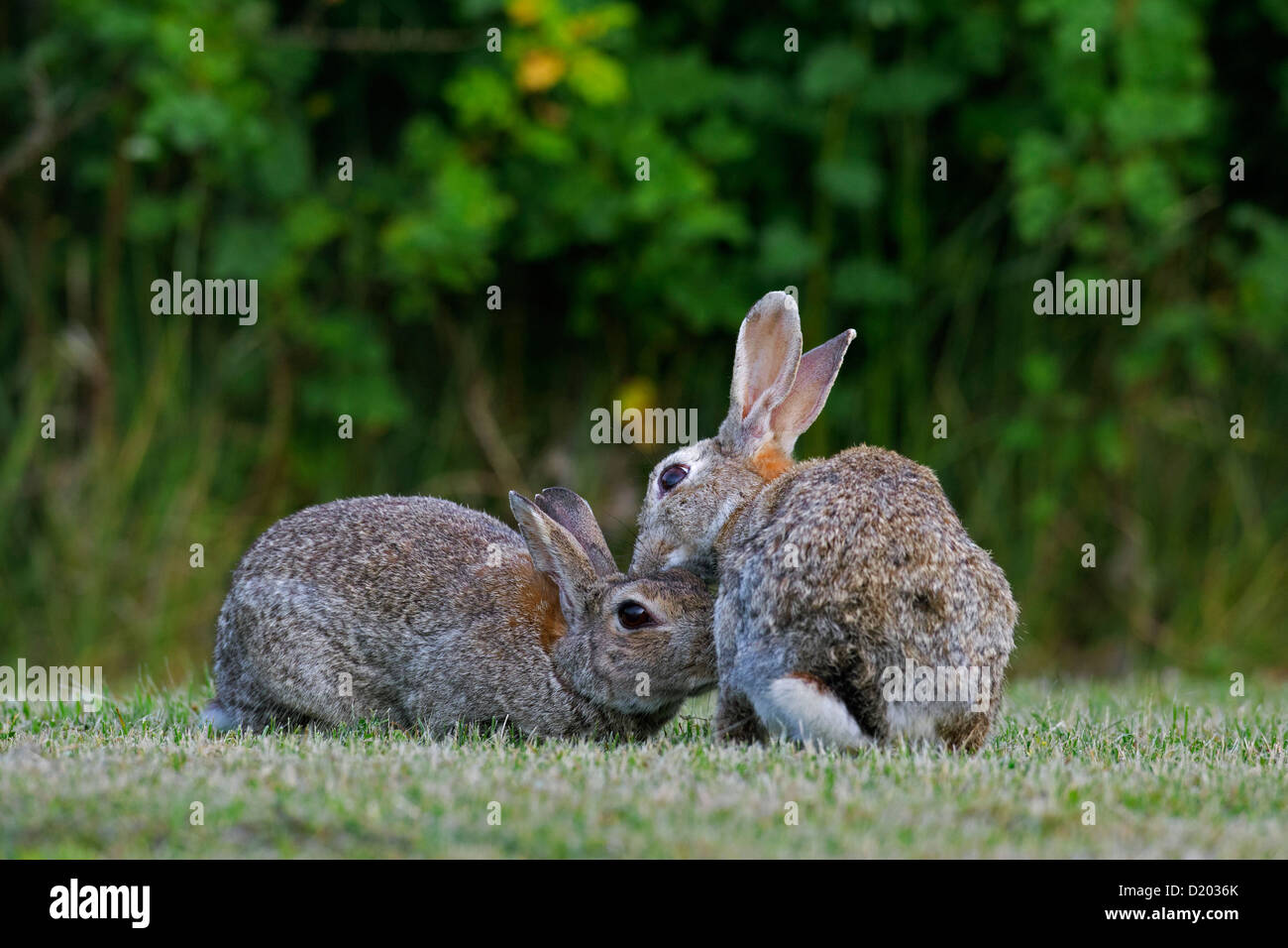 Two European rabbits / common rabbit (Oryctolagus cuniculus) bonding by ...