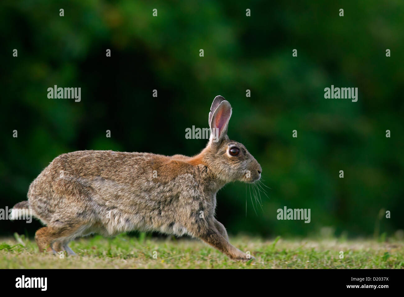 Running rabbit uk hi-res stock photography and images - Alamy