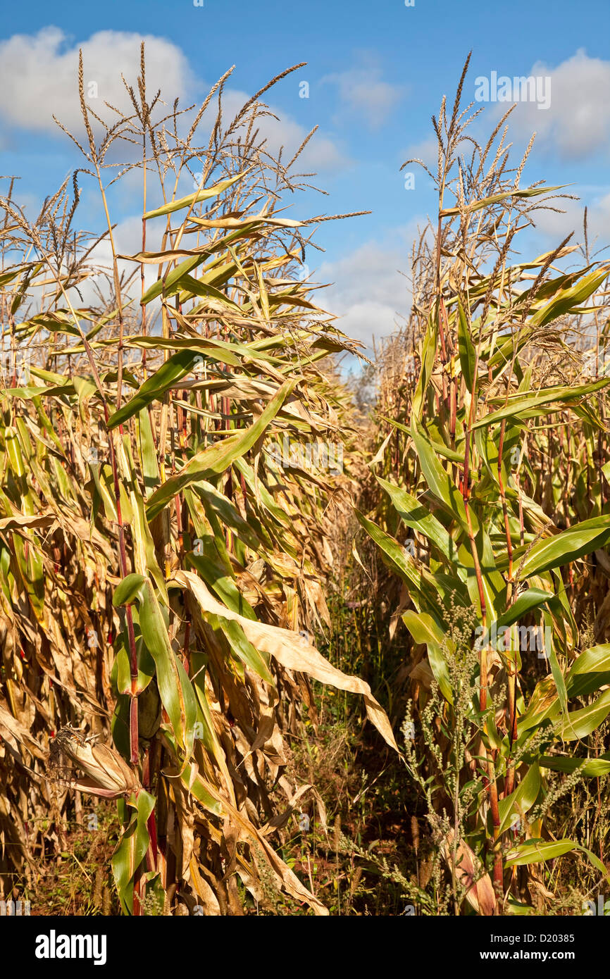 Big corn field hi-res stock photography and images - Alamy