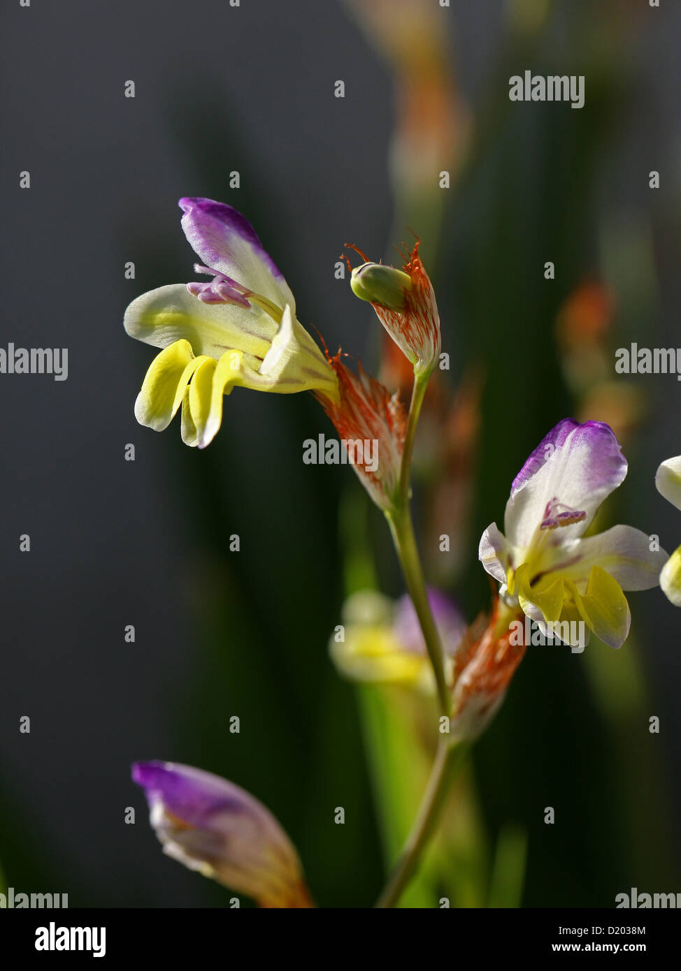 Sparaxis variegata (syn. Synnotia variegata), Iridaceae. Cape Province ...