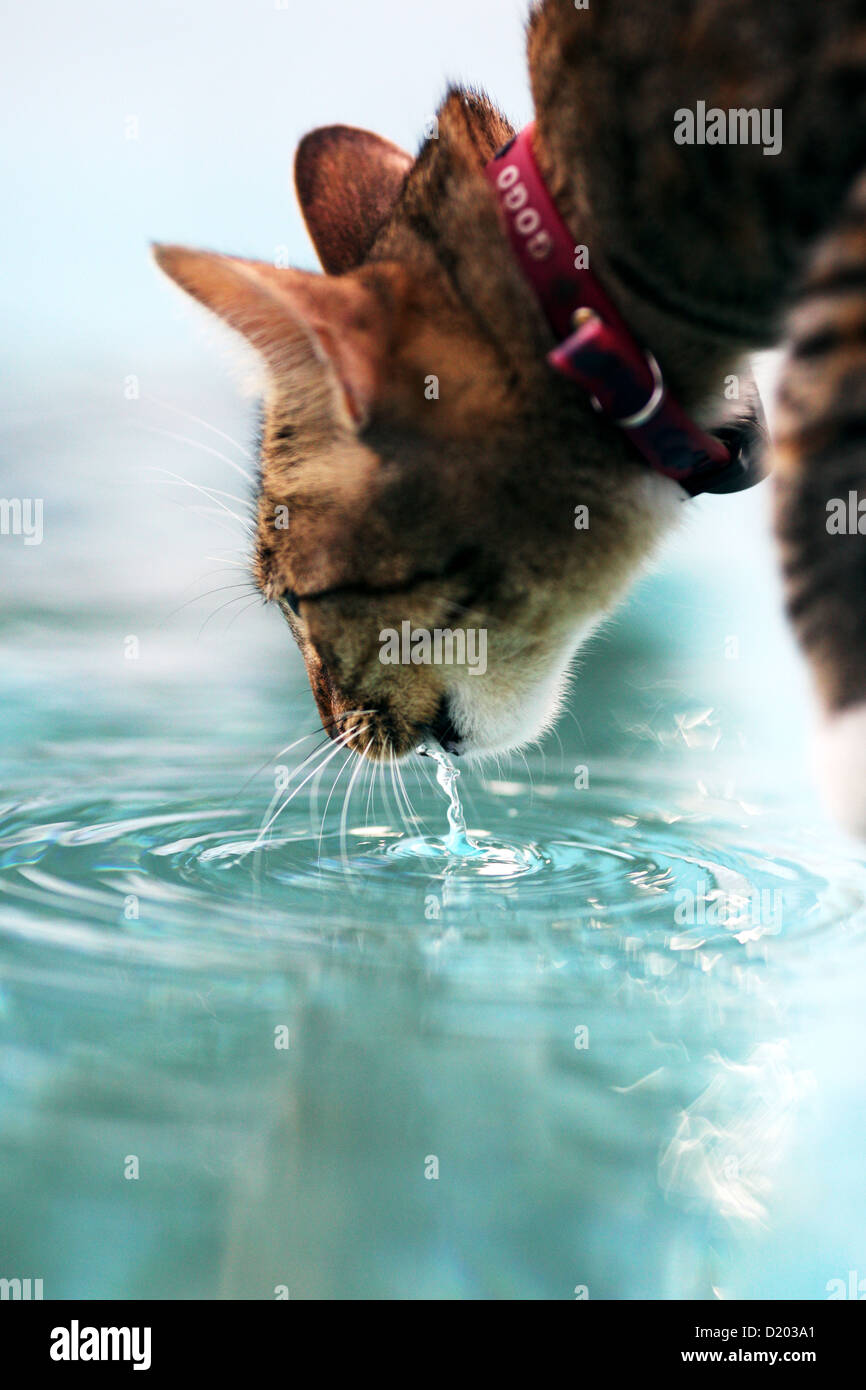 A female cat drinking water from a pool Stock Photo - Alamy