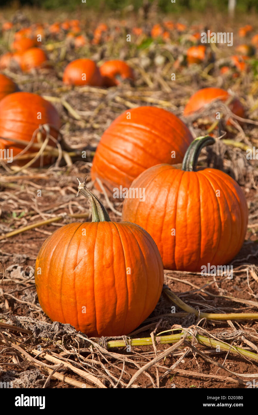 Ripe pumpkins in a farm field were frost has killed back all the leaves ...
