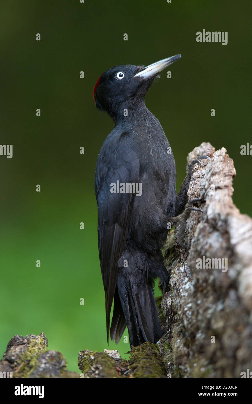 Female Black Woodpecker Dryocopus martius Stock Photo - Alamy
