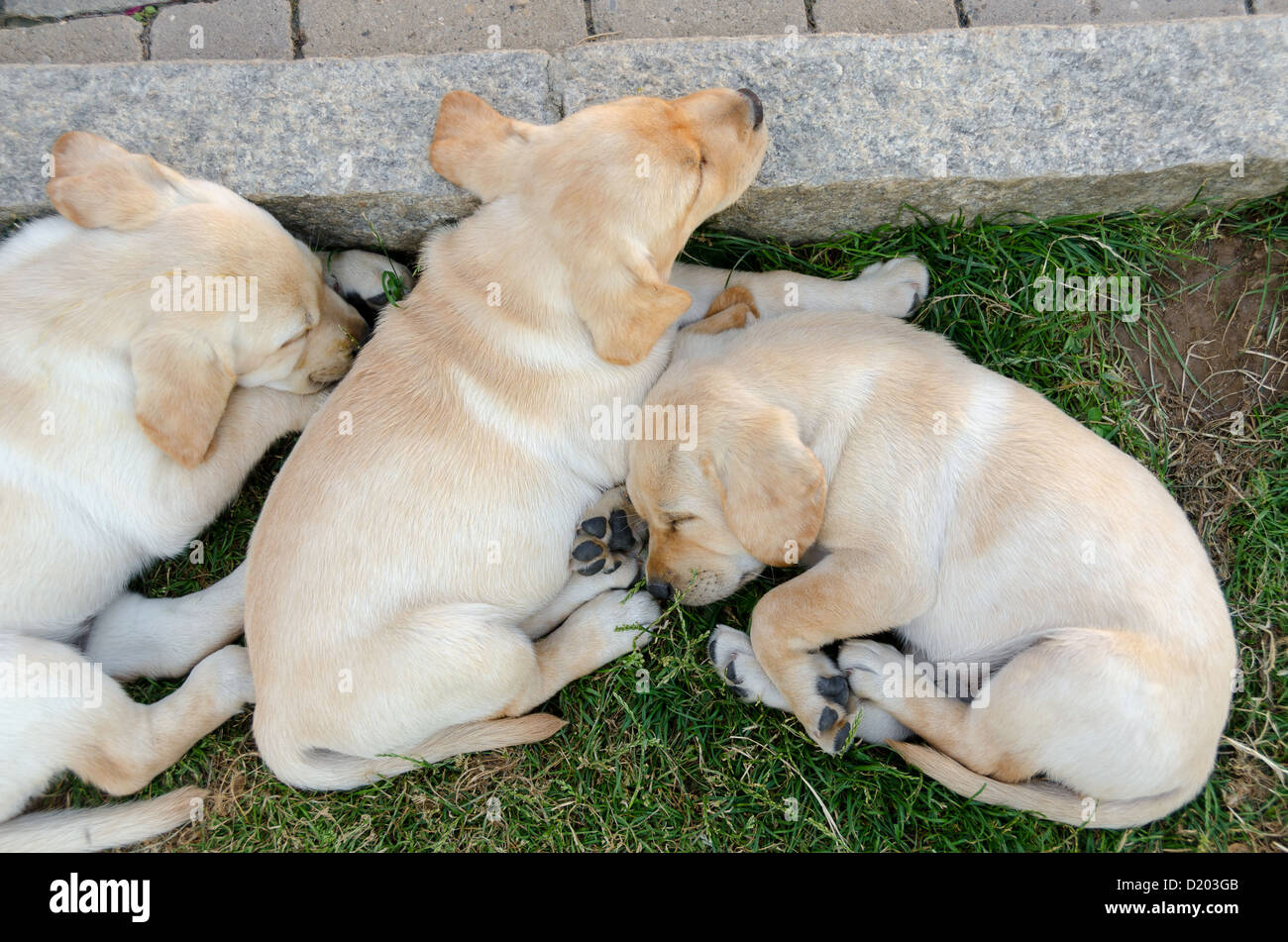 three Labrador puppies while sleeping on the lawn Stock Photo - Alamy