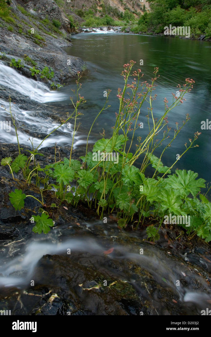 Stream pouring into the Illinois River in Oregon's Siskiyou Mountains ...