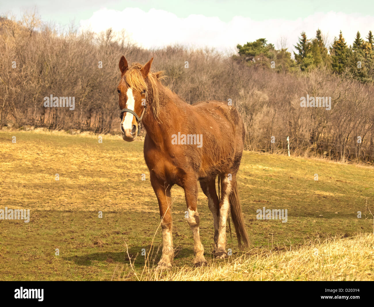 horse in field in autumn Stock Photo - Alamy