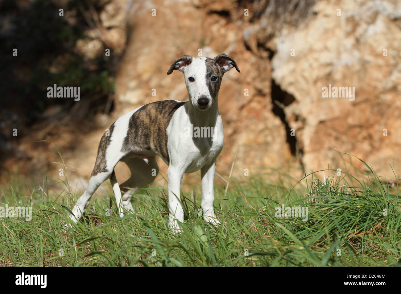 Dog whippet english greyhound miniature hi-res stock photography and ...