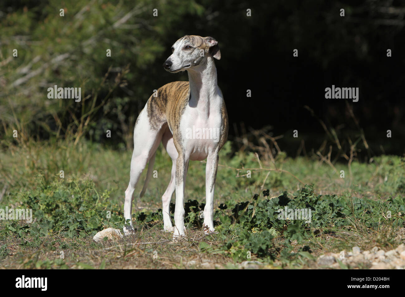 Dog Whippet (English Greyhound Miniature) adult standing in a meadow ...