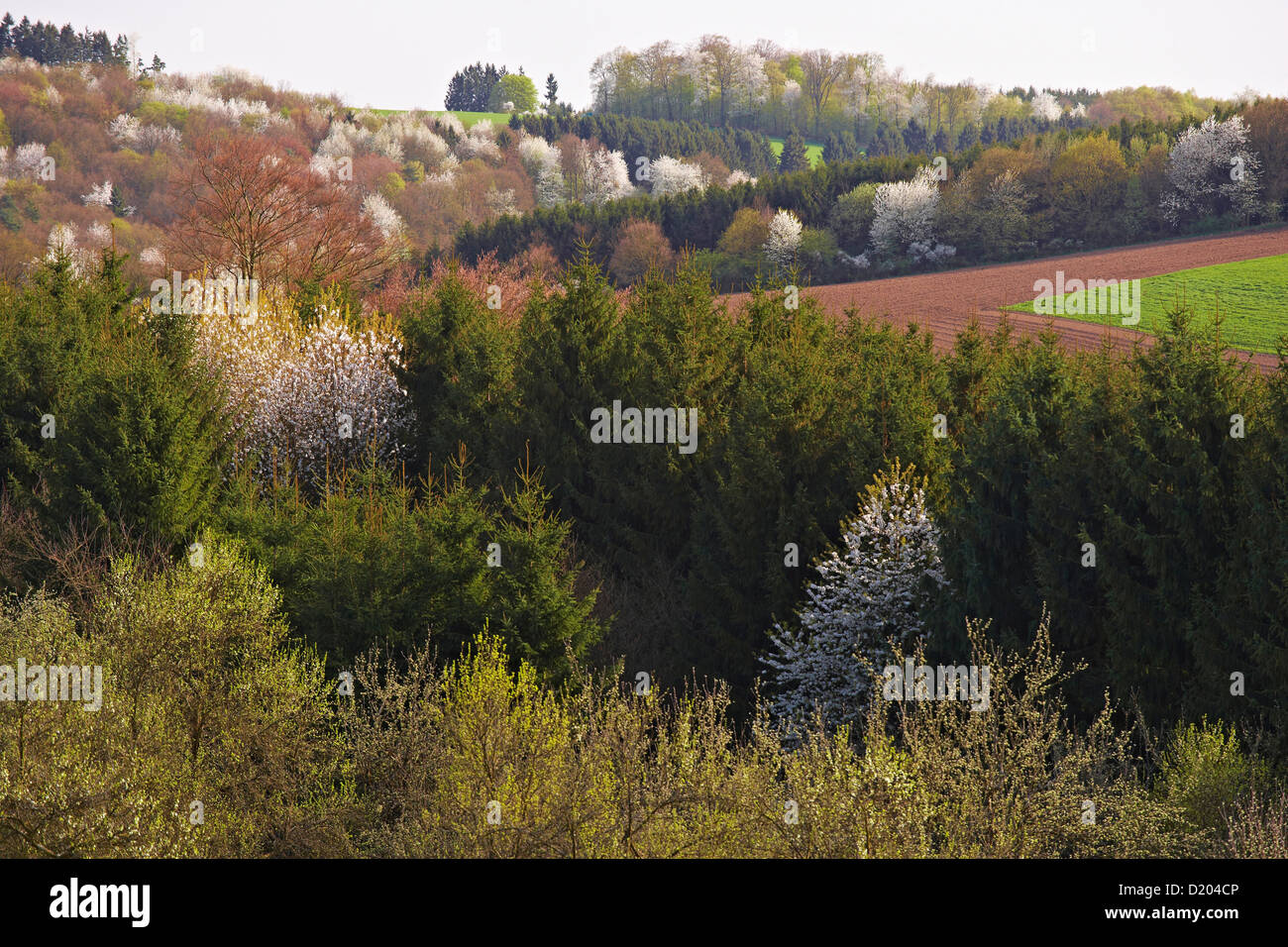 Cherry blossom in idyllic scenery at Tholey, Saarland, Germany, Europe ...