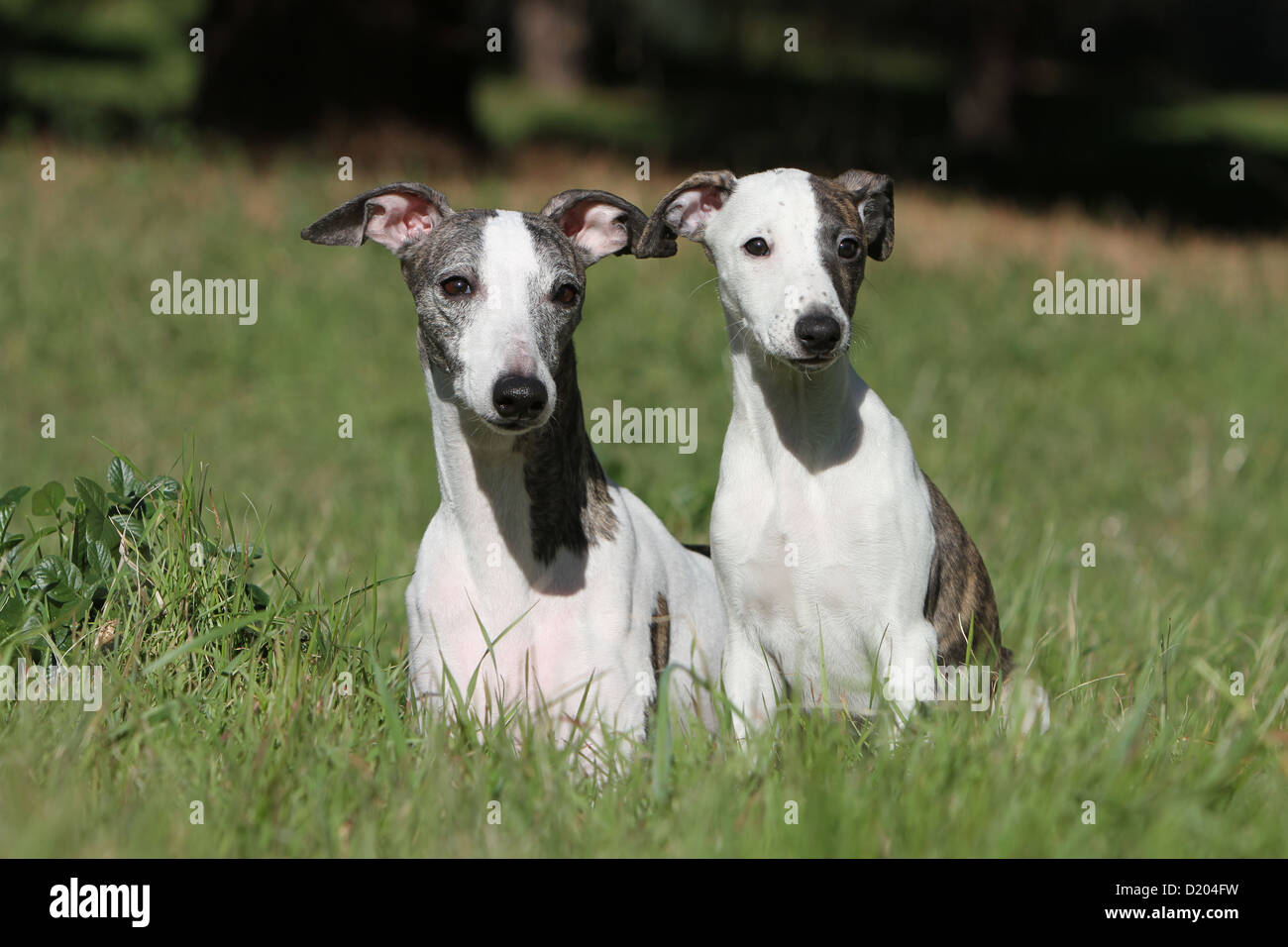 Dog Whippet (English Greyhound Miniature) adult and puppy lying on a ...