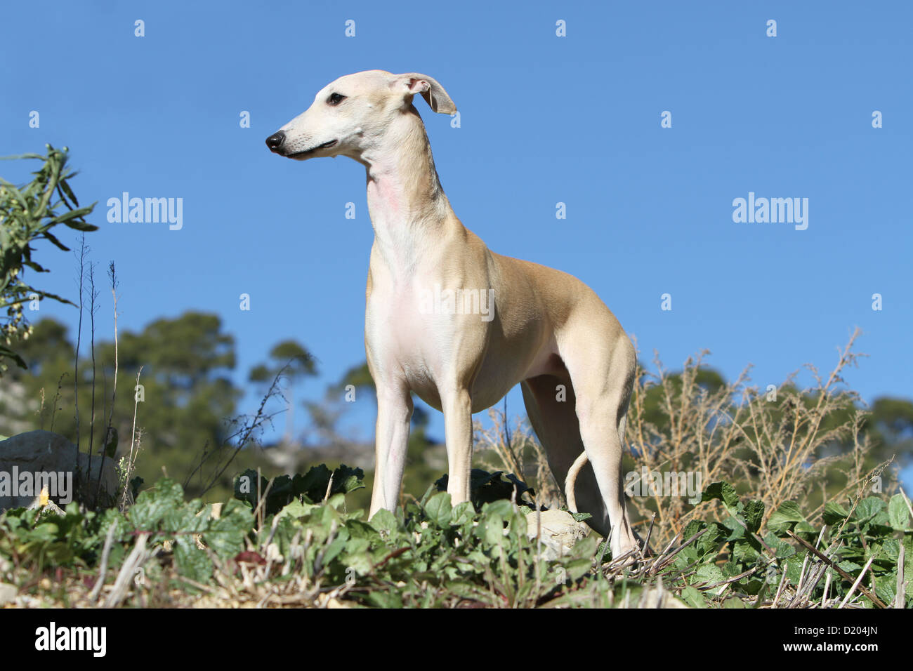 Whippets breeds hi-res stock photography and images - Alamy