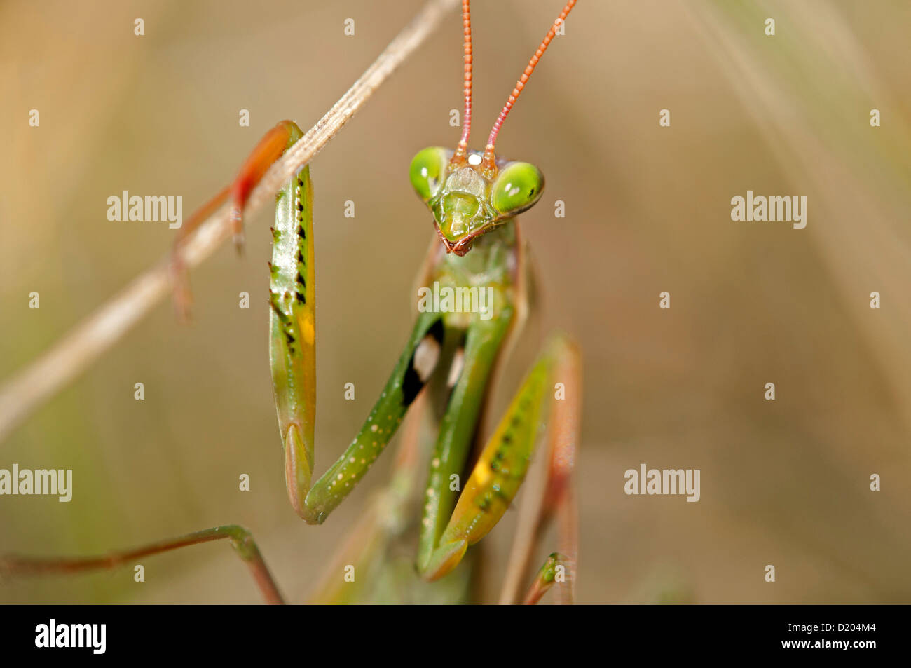 Praying mantis, Mantis religiosa Stock Photo - Alamy
