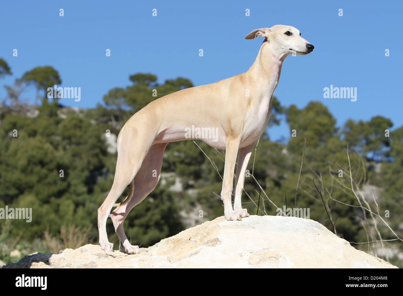 Dog Whippet (English Greyhound Miniature) adult standing on a rock ...