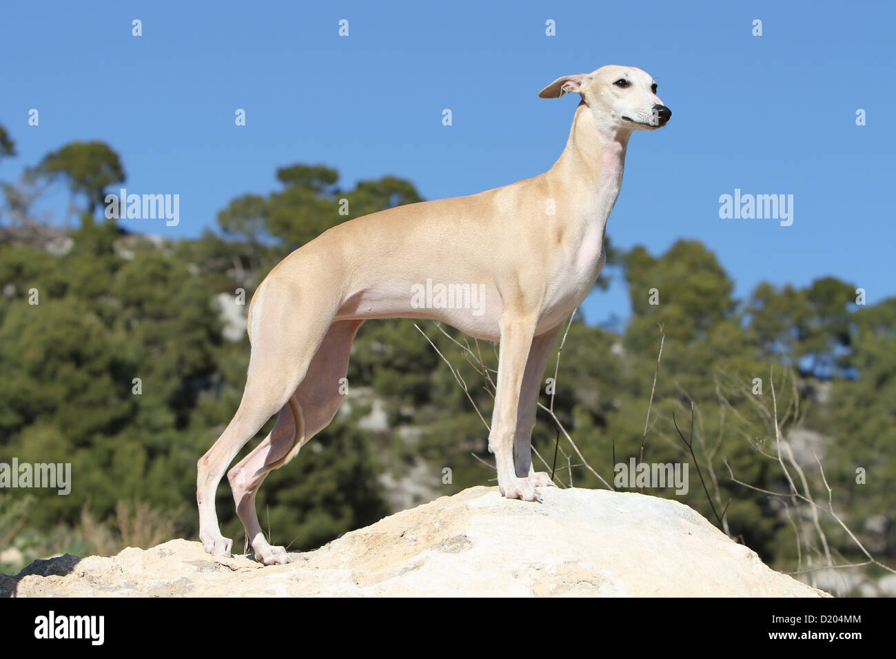 Dog Whippet (English Greyhound Miniature) adult standing on a rock ...