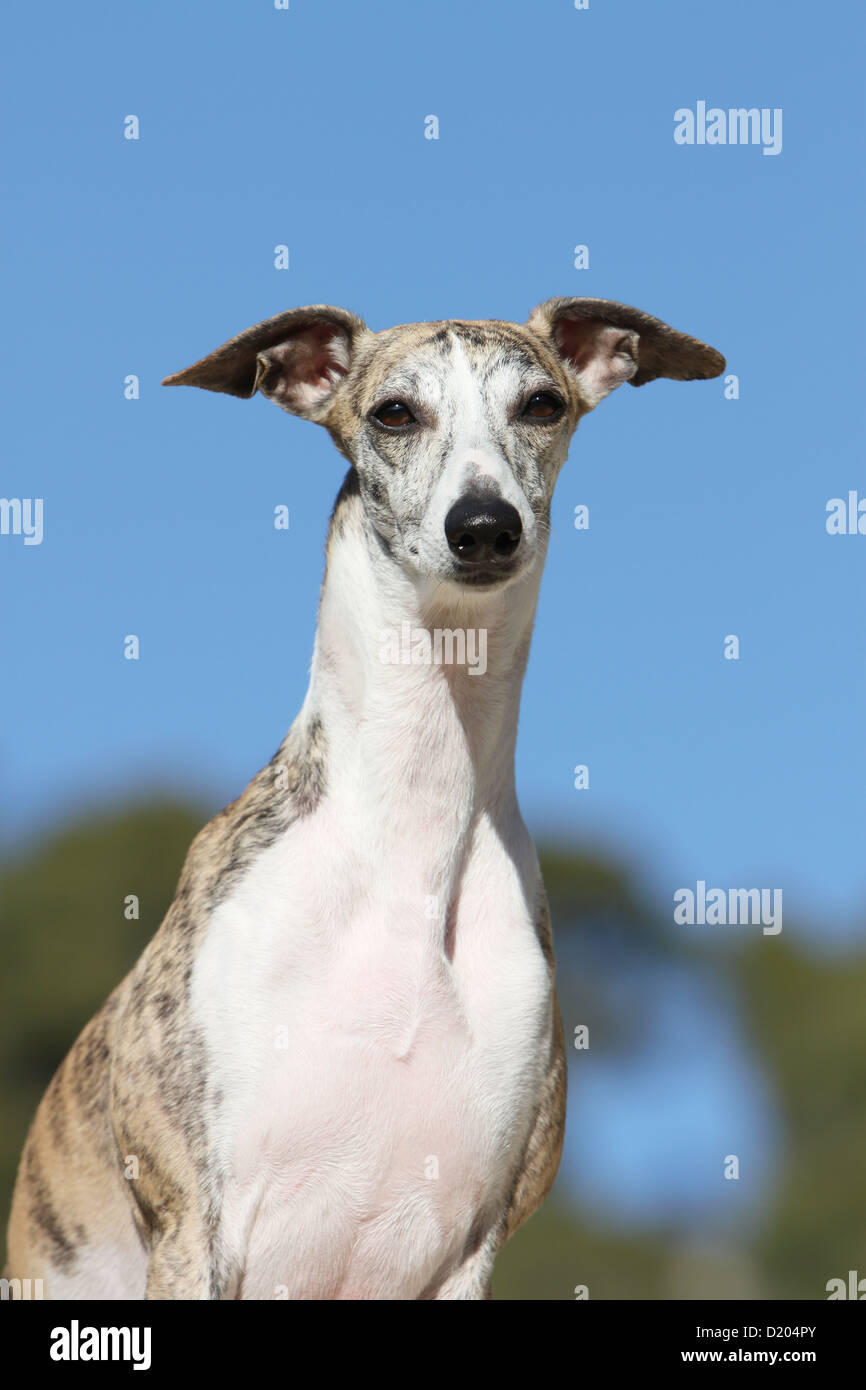 English whippet hi-res stock photography and images - Alamy