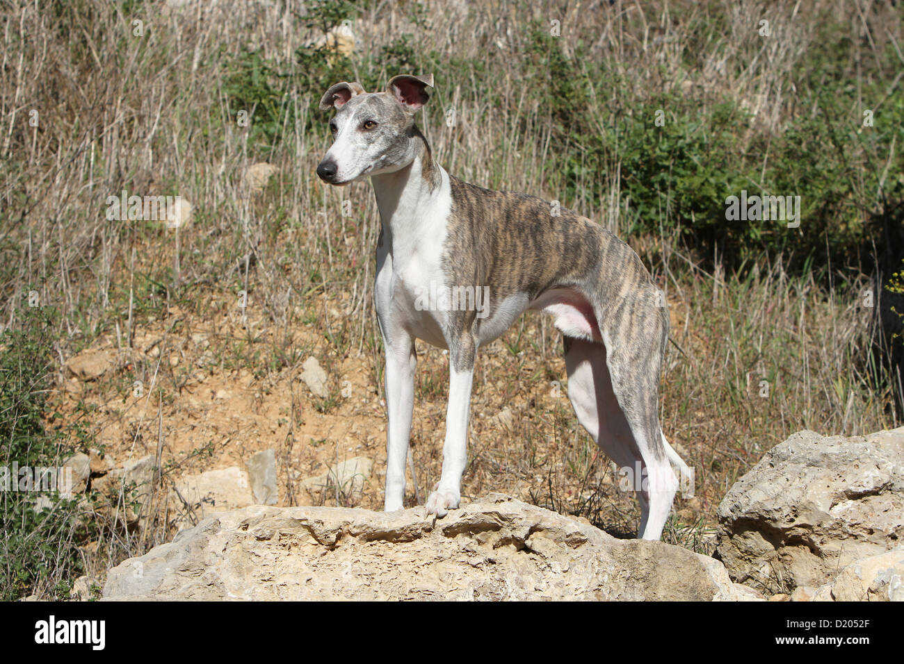 Whippets breeds hi-res stock photography and images - Alamy