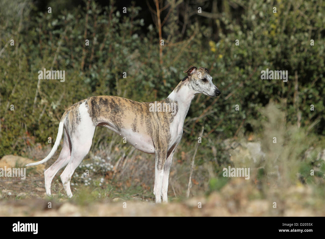 Dog Whippet (English Greyhound Miniature) adult standing profile Stock ...
