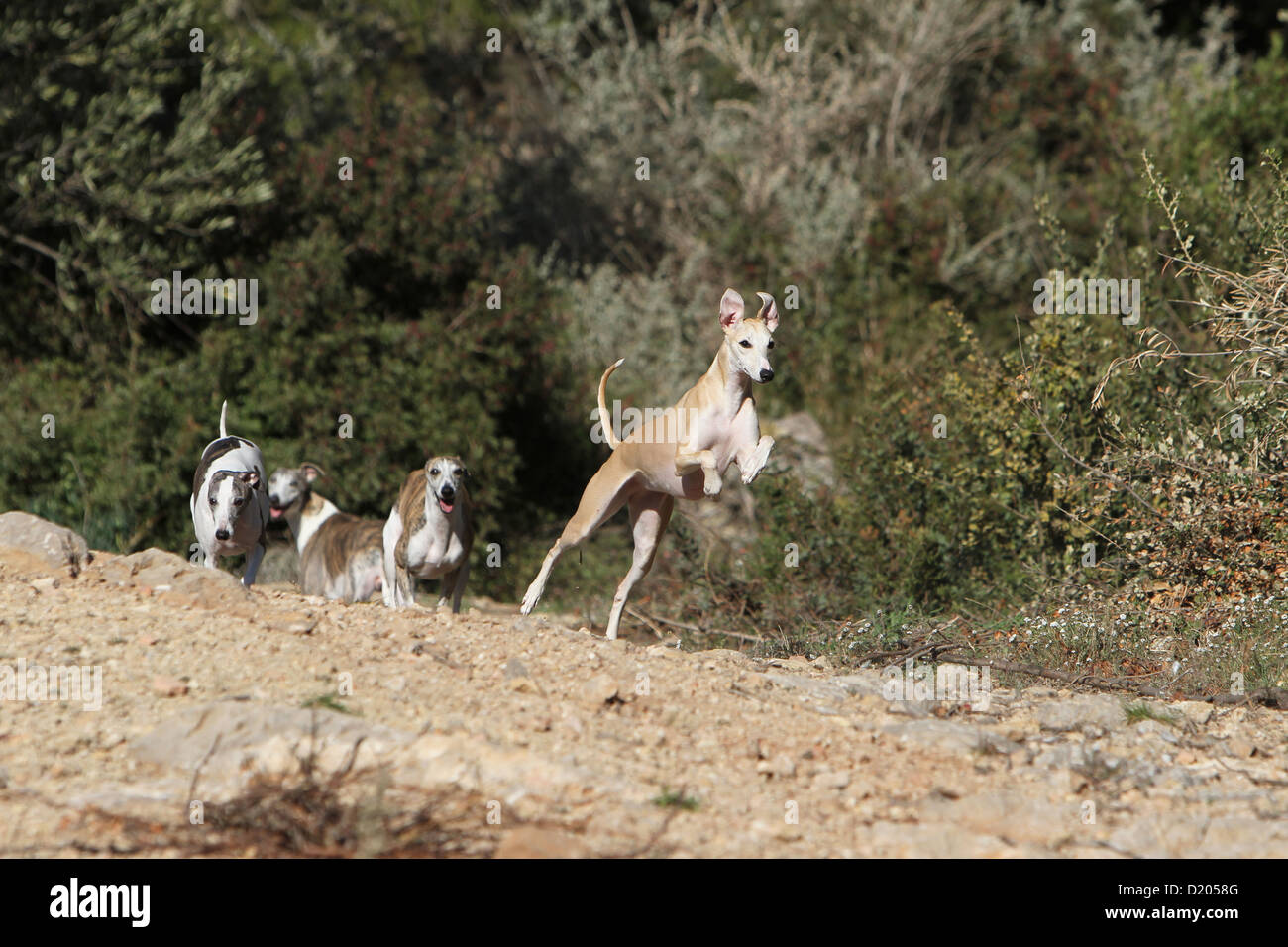 Dog Whippet (English Greyhound Miniature) adults running in a field ...