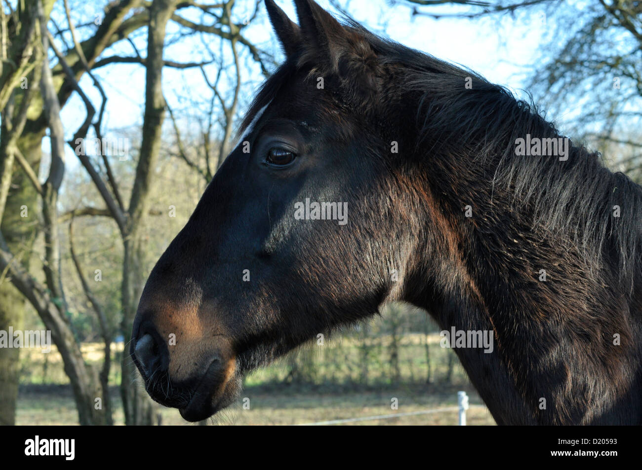 Horsing hi-res stock photography and images - Alamy