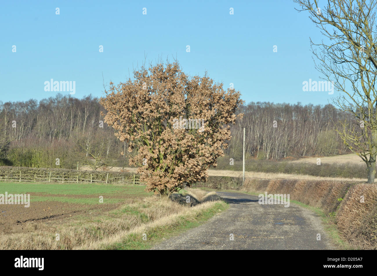 Green trees hedges grass hi-res stock photography and images - Alamy