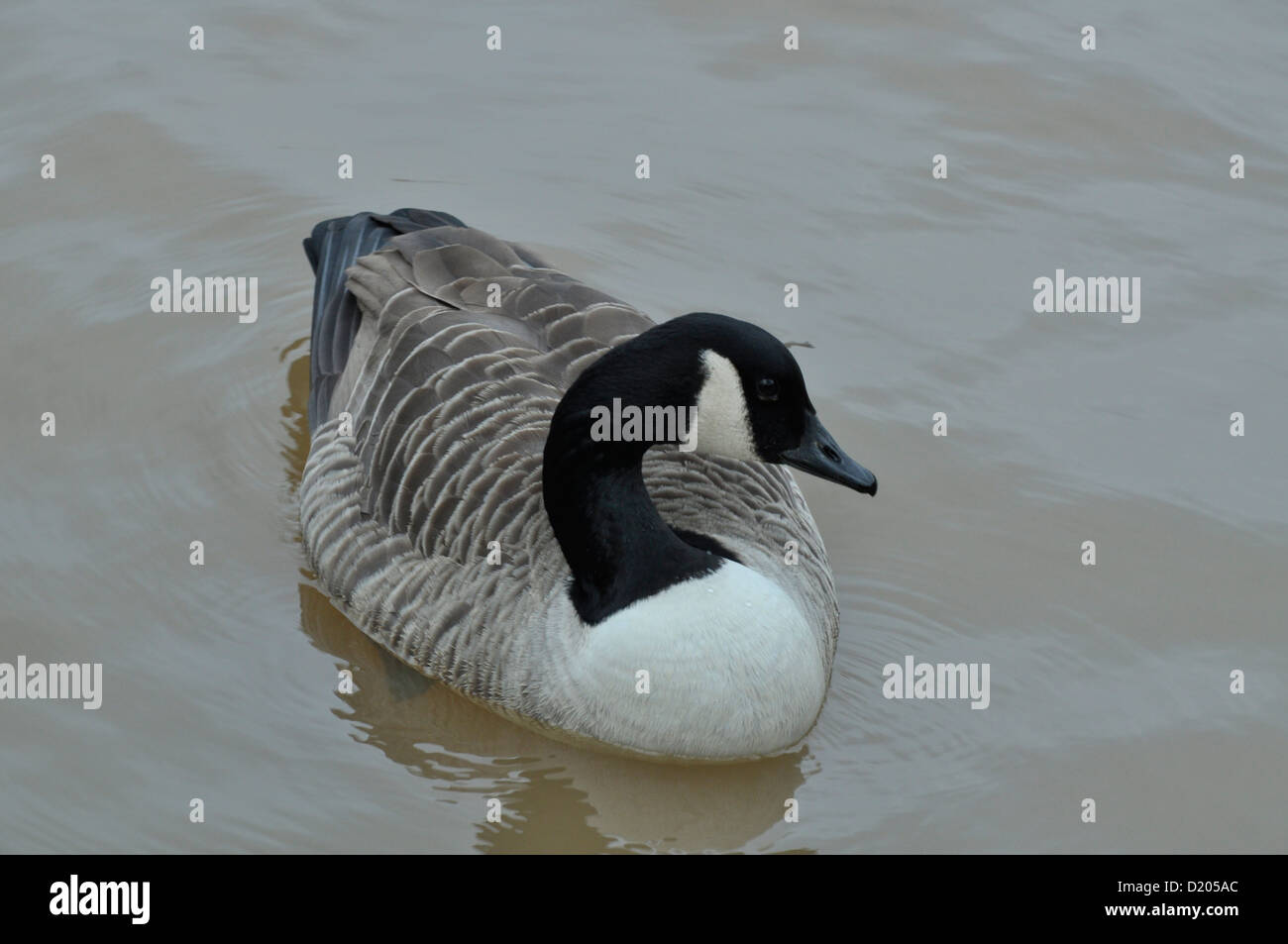 The Shy Goose Stock Photo - Alamy