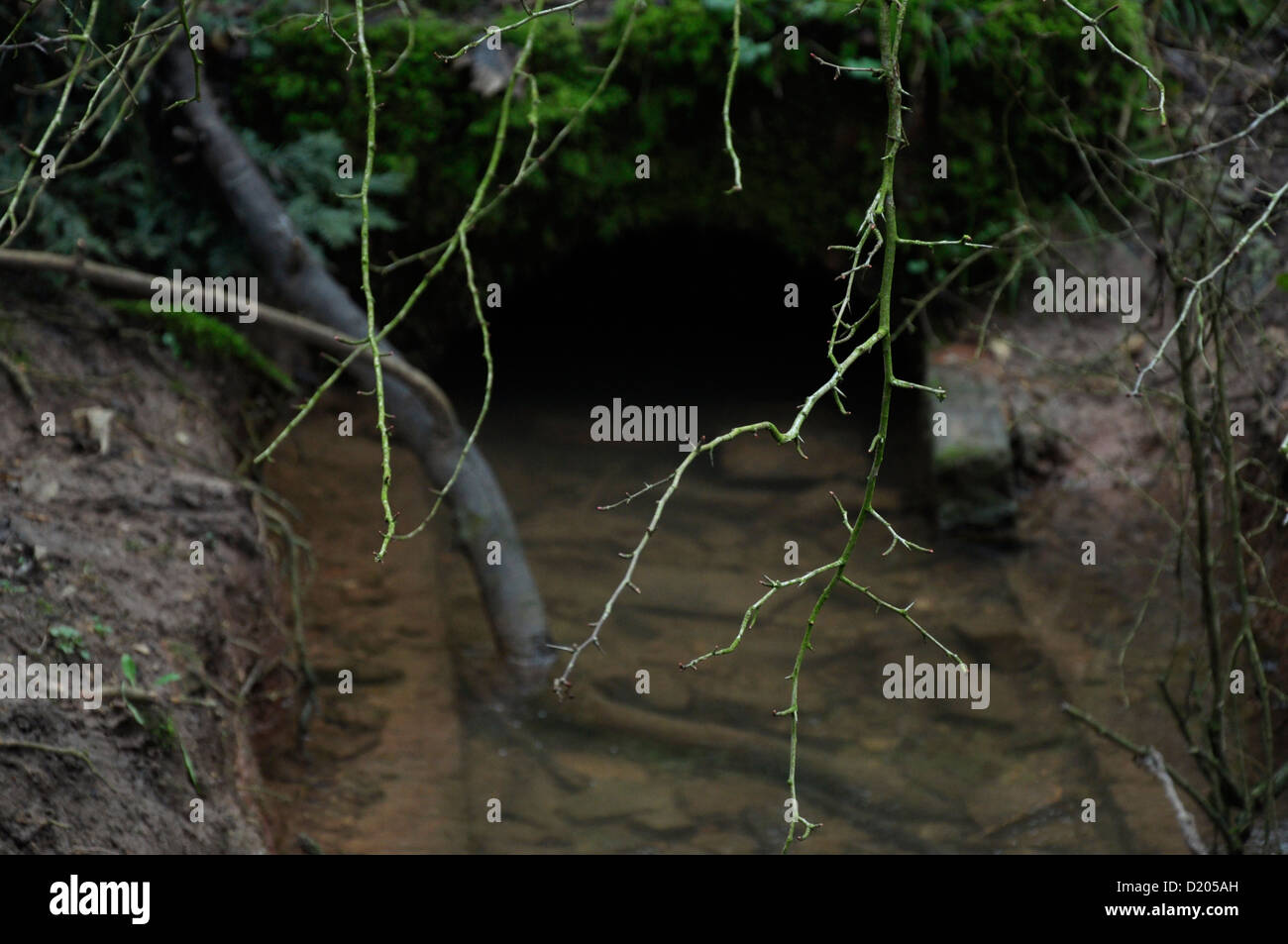 The Water Hole Stock Photo - Alamy