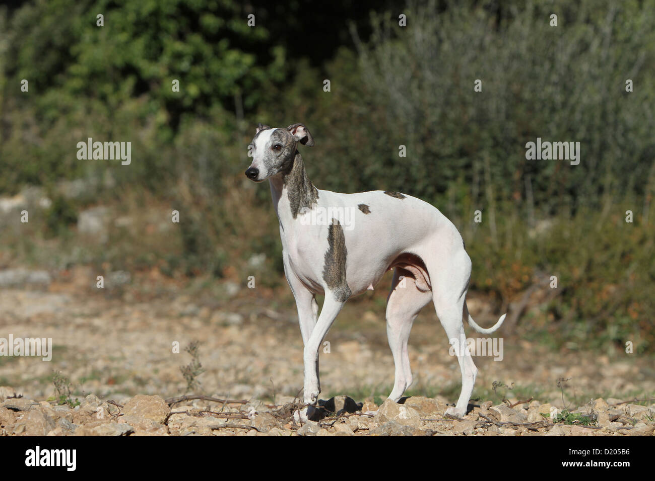 Dog Whippet (English Greyhound Miniature) adult standing on the ground ...
