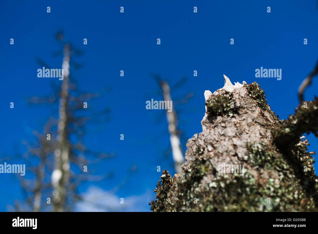 Storm damaged trees hi-res stock photography and images - Alamy