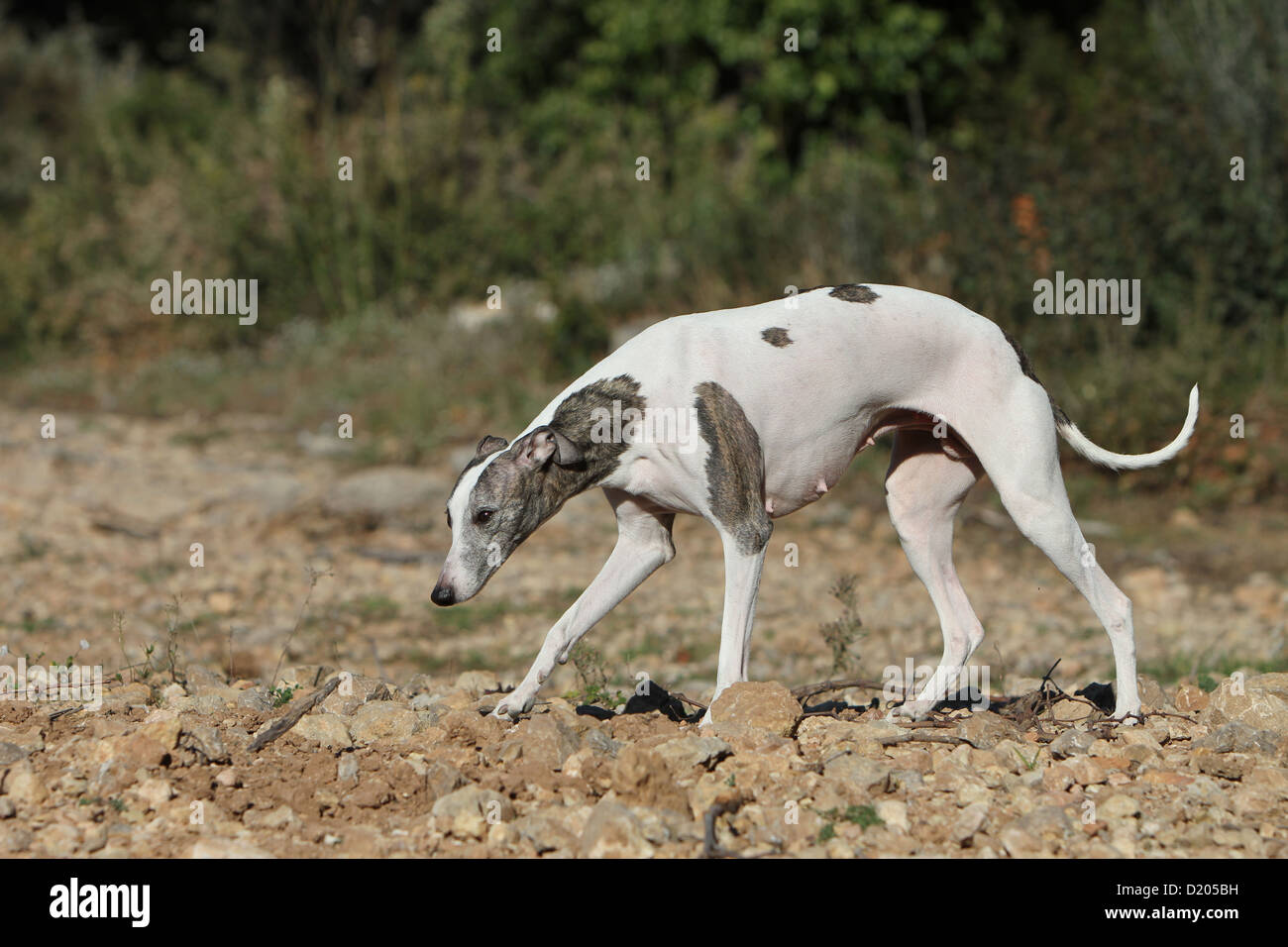 Dog Whippet (English Greyhound Miniature) adult walking in a field ...